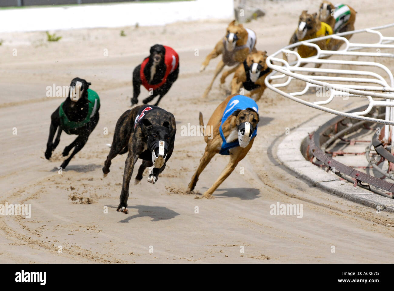 Greyhound dog racing at the Sarasota Kennel Club dog track in Sarasota ...