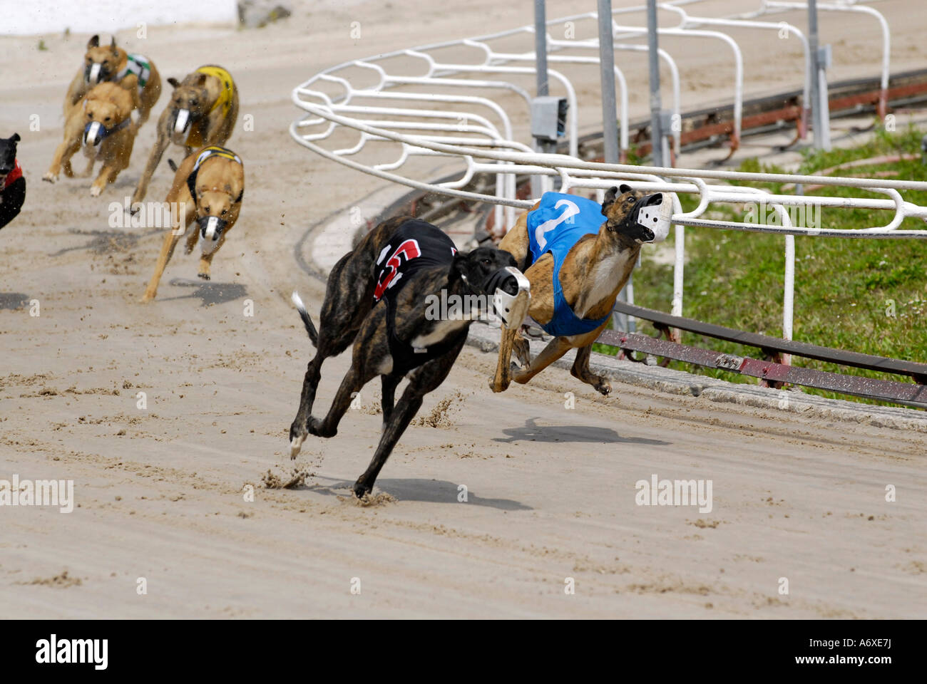 Greyhound dog racing at the Sarasota Kennel Club dog track in Sarasota ...