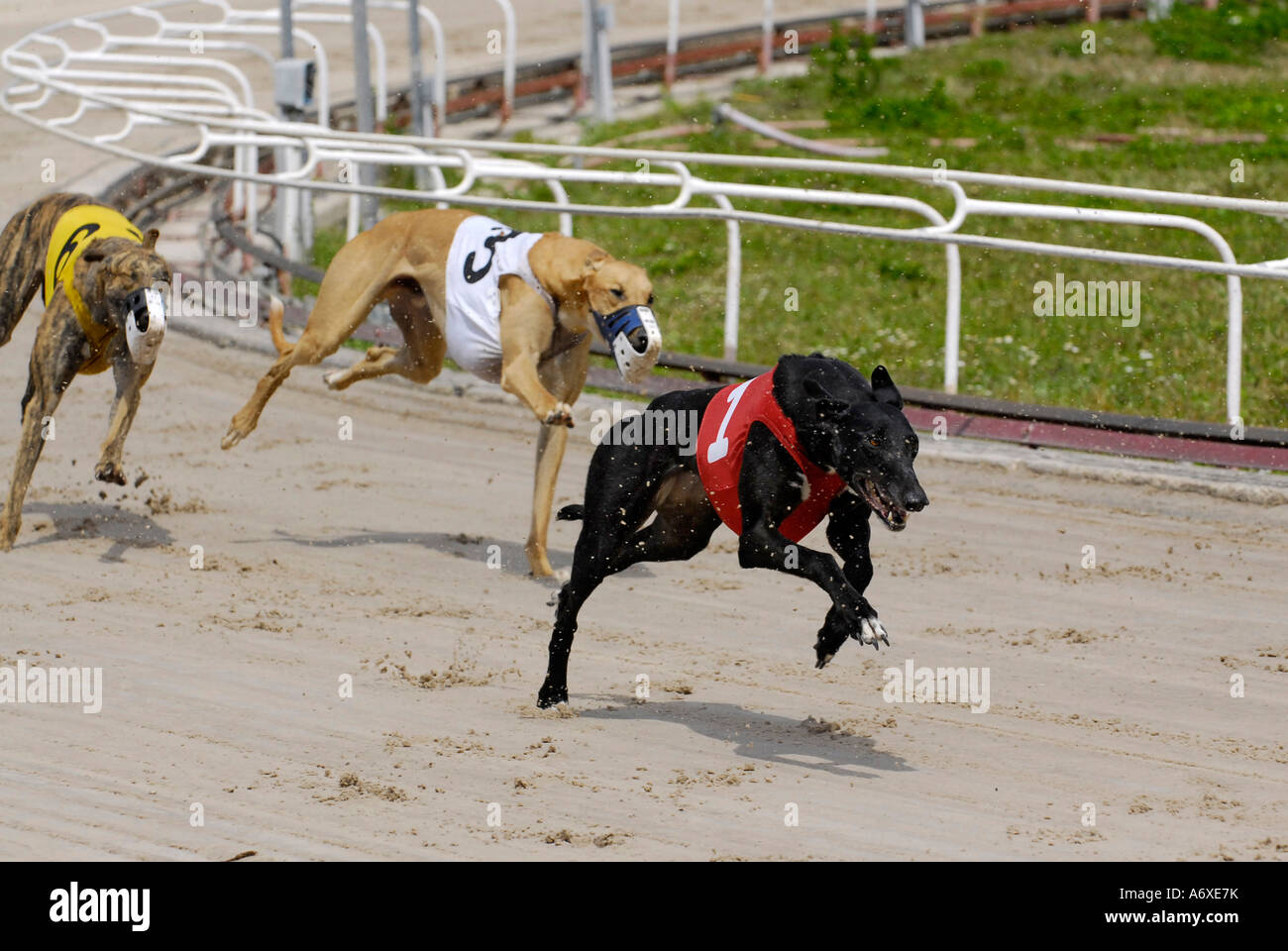 Greyhound dog racing at the Sarasota Kennel Club dog track in Sarasota ...