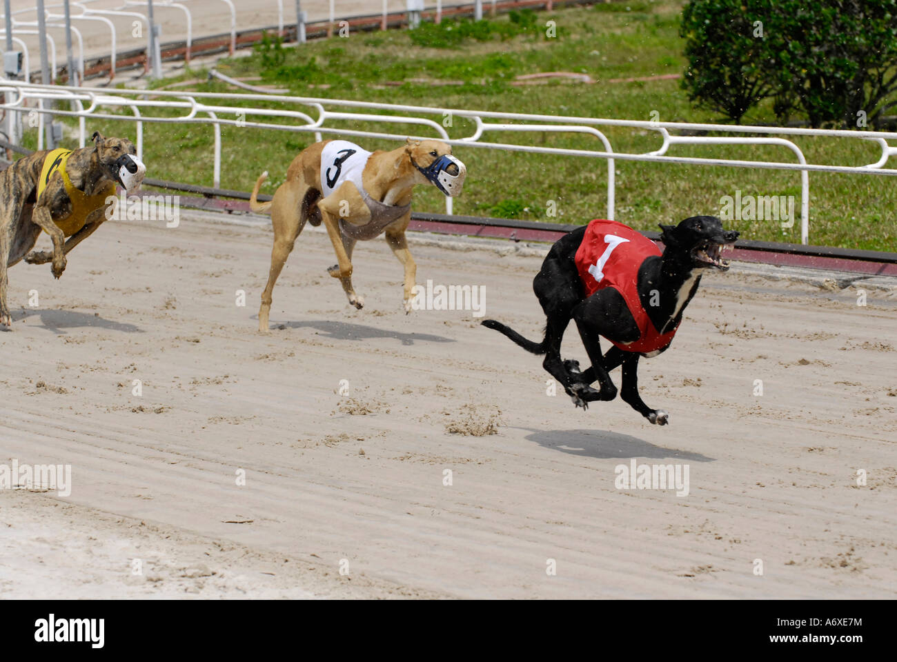 Greyhound dog racing at the Sarasota Kennel Club dog track in Sarasota ...