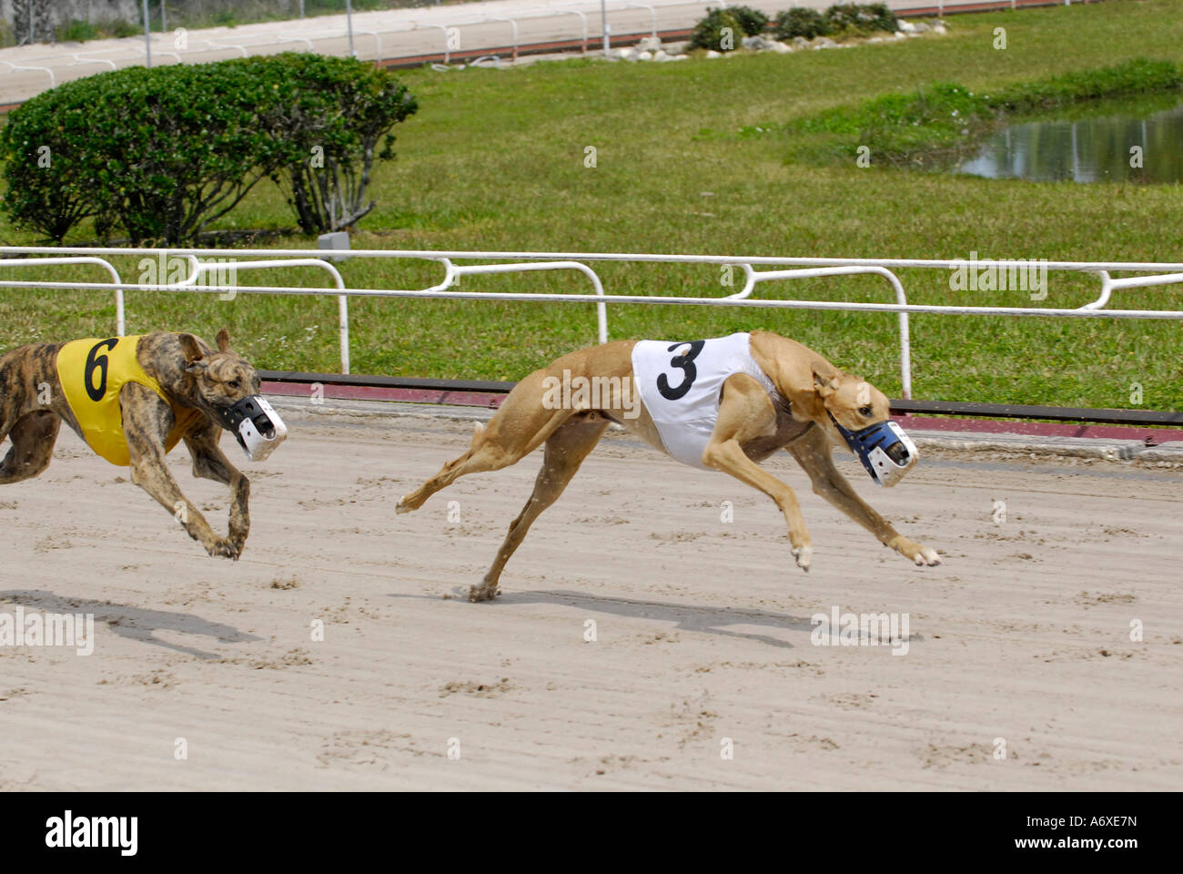 Greyhound dog racing at the Sarasota Kennel Club dog track in Sarasota ...