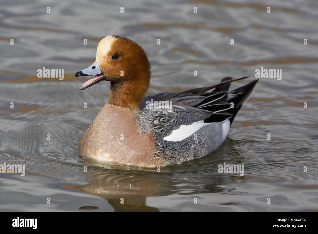 Adult male Wigeon in breeding plumage calling Stock Photo - Alamy