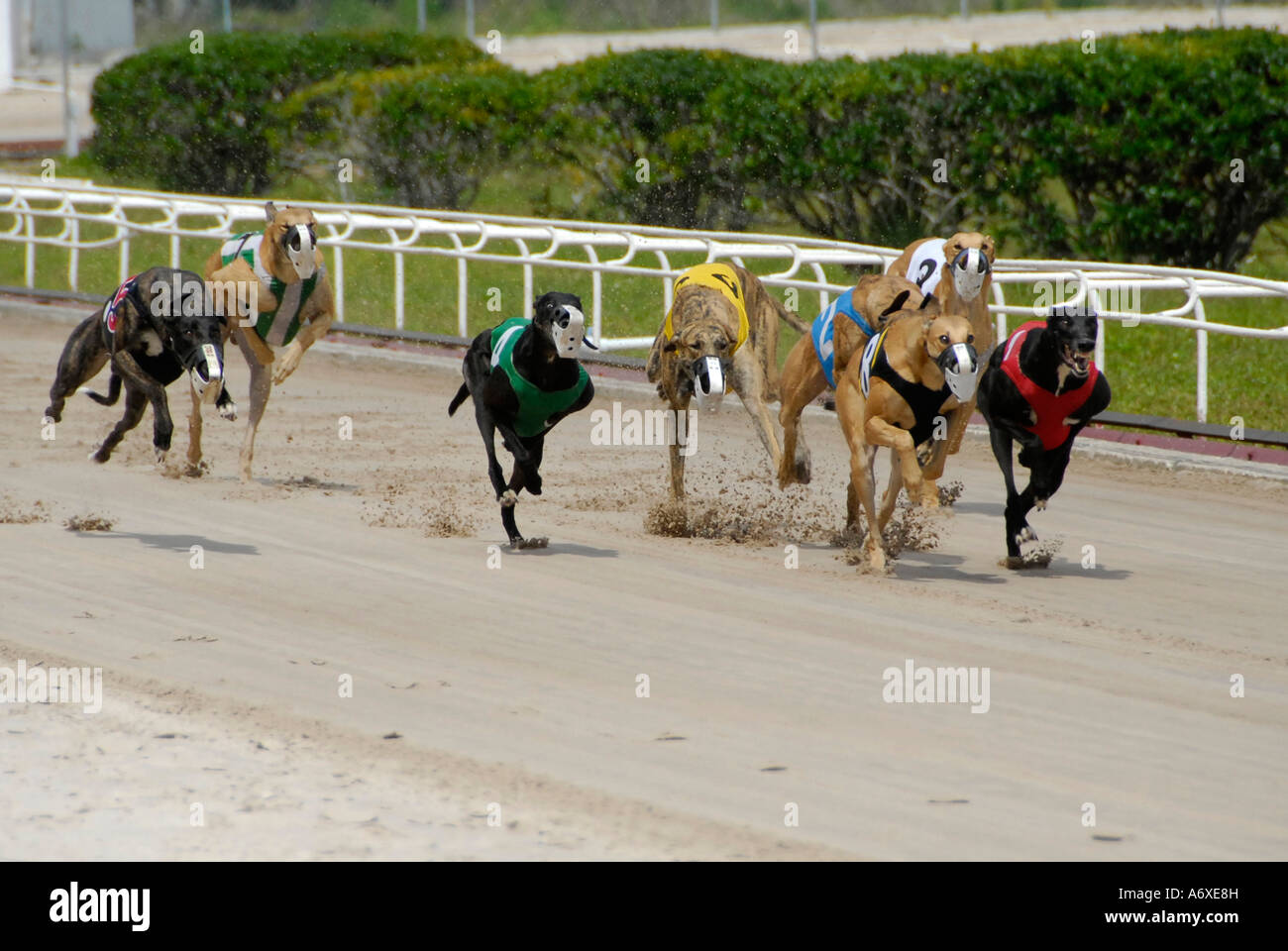 Greyhound dog racing at the Sarasota Kennel Club dog track in Sarasota ...