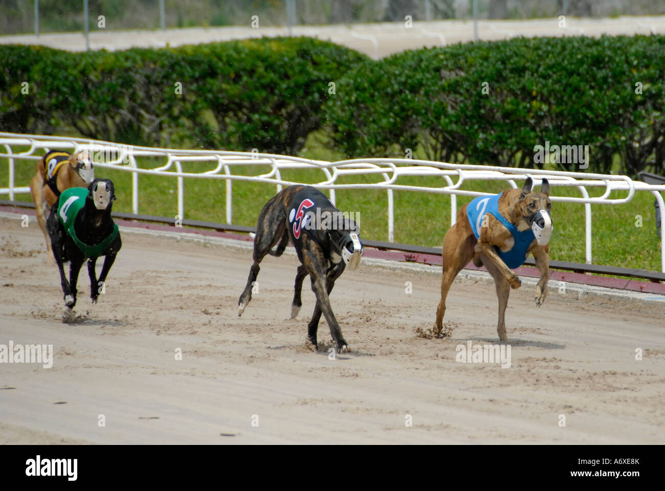 Greyhound dog racing at the Sarasota Kennel Club dog track in Sarasota ...