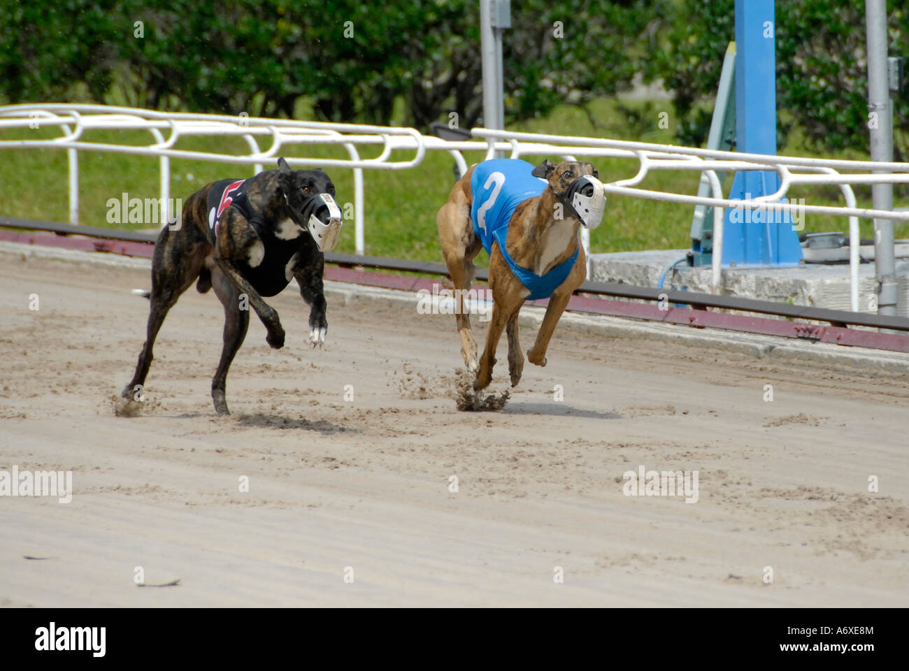 Greyhound dog racing at the Sarasota Kennel Club dog track in Sarasota ...