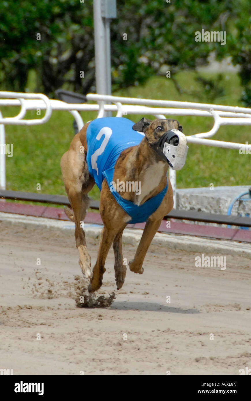 Greyhound dog racing at the Sarasota Kennel Club dog track in Sarasota ...