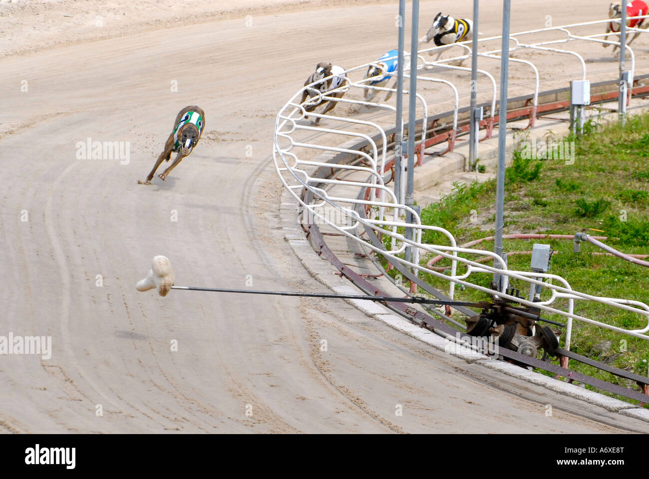 Greyhound dog racing at the Sarasota Kennel Club dog track in Sarasota ...