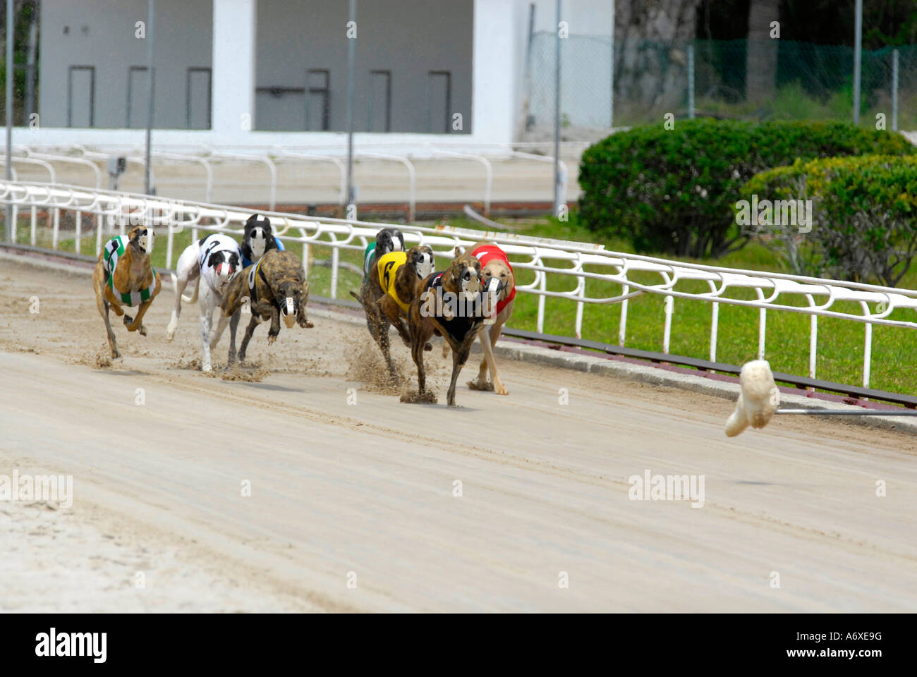 Greyhound dog racing at the Sarasota Kennel Club dog track in Sarasota ...