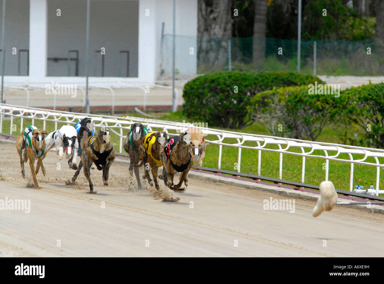 Greyhound dog racing at the Sarasota Kennel Club dog track in Sarasota ...