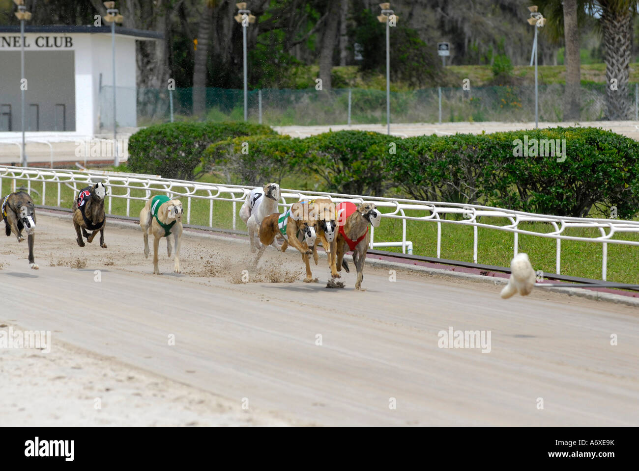 Greyhound dog racing at the Sarasota Kennel Club dog track in Sarasota ...