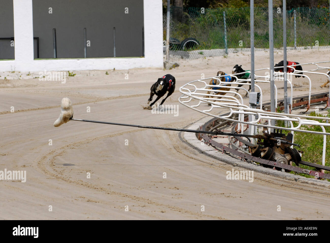 Greyhound dog racing at the Sarasota Kennel Club dog track in Sarasota ...