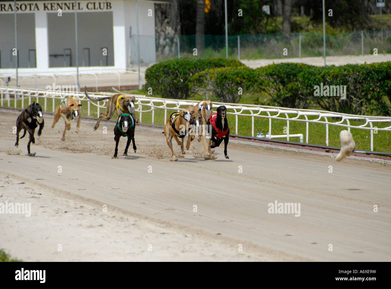 Greyhound dog racing at the Sarasota Kennel Club dog track in Sarasota ...