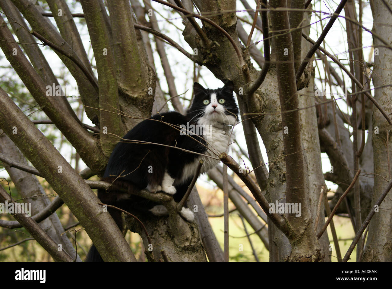 PUSSY CAT GO & GET IT! Stock Photo - Alamy