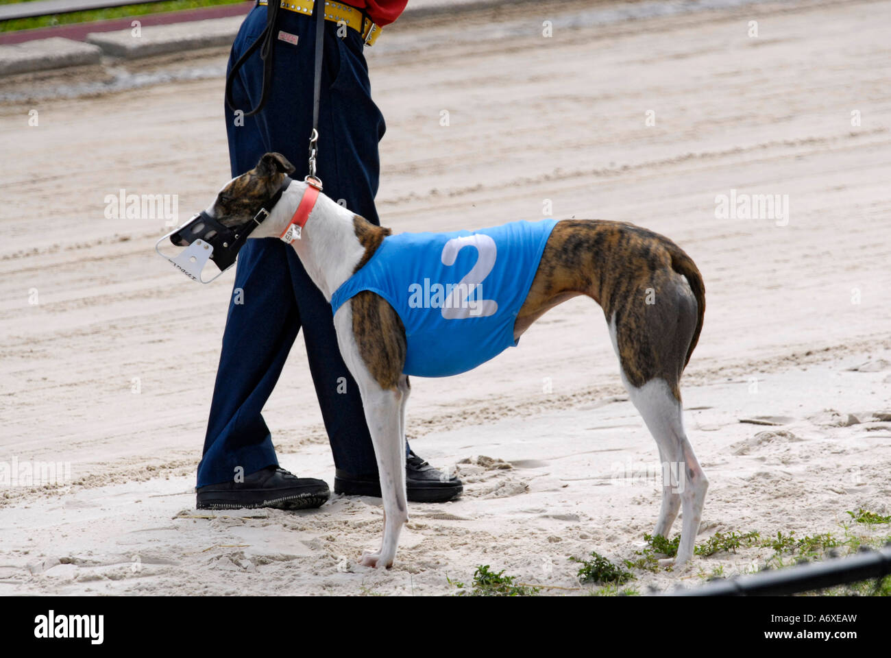 Parading and showing animals at the Greyhound dog racing at the ...