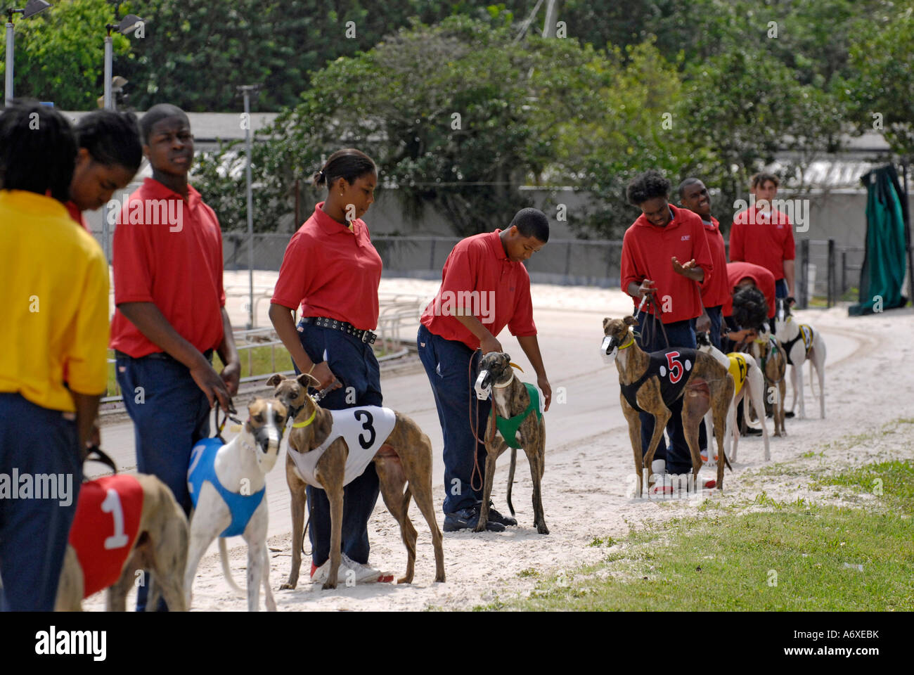 Parading and showing animals at the Greyhound dog racing at the ...