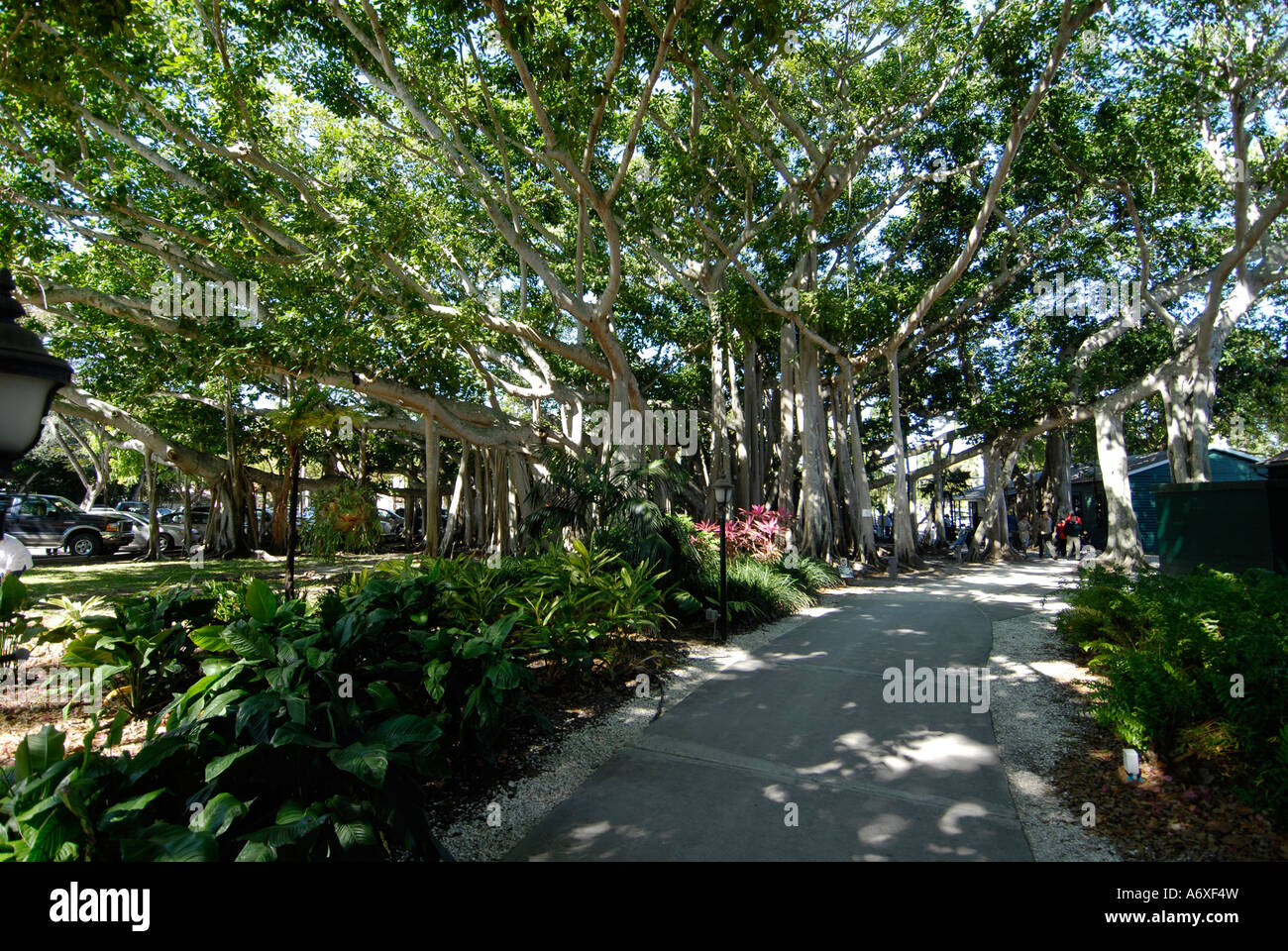 Southwest Ft Fort Meyers Myers Florida second largest banyan tree ...