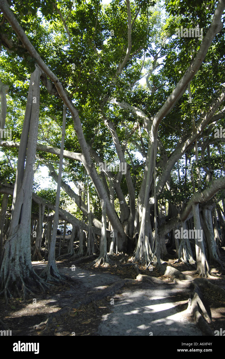 Southwest Ft Fort Meyers Myers Florida second largest banyan tree ...