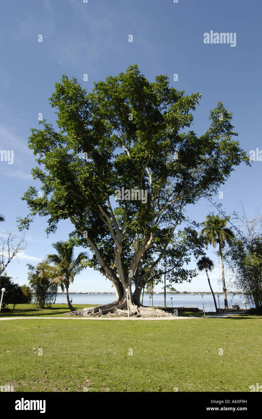 Fig tree point hi-res stock photography and images - Alamy