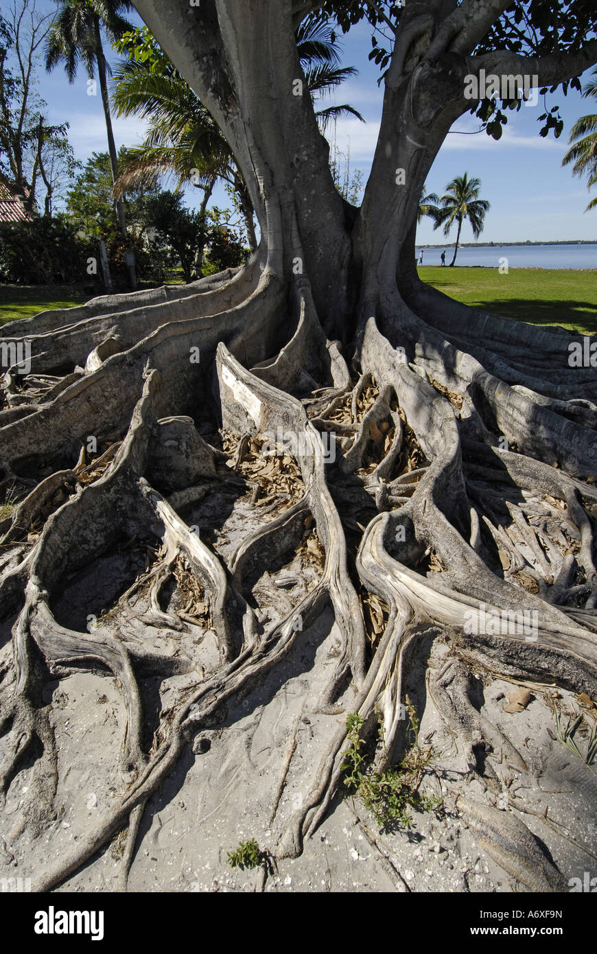 Fig tree point hi-res stock photography and images - Alamy