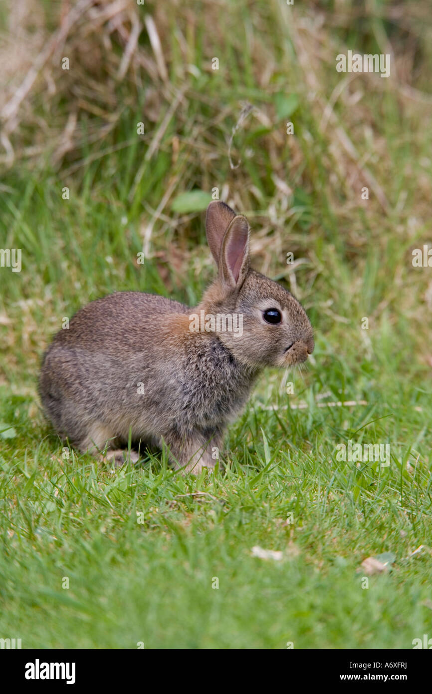 Young Rabbit (Oryctolagus cuniculus) standing on grass looking alert ...