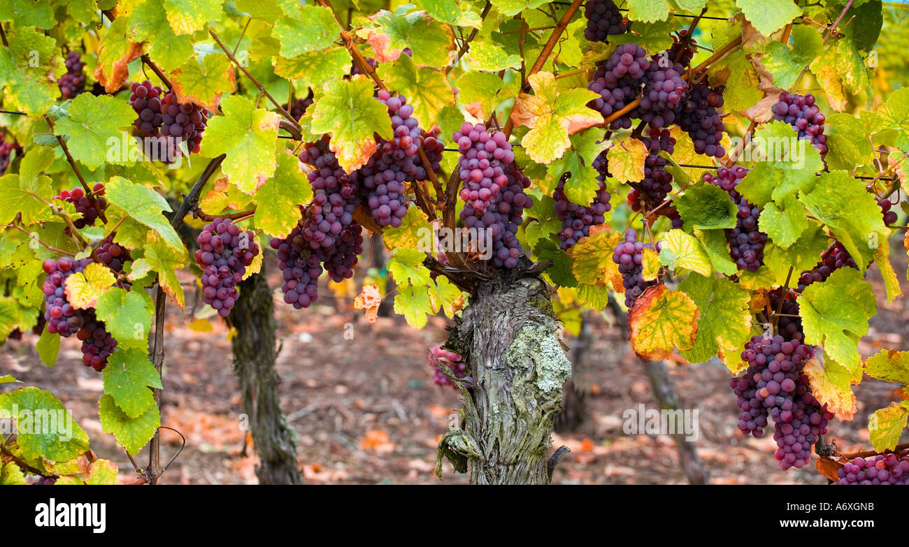 Alsace vineyard detail hi-res stock photography and images - Alamy