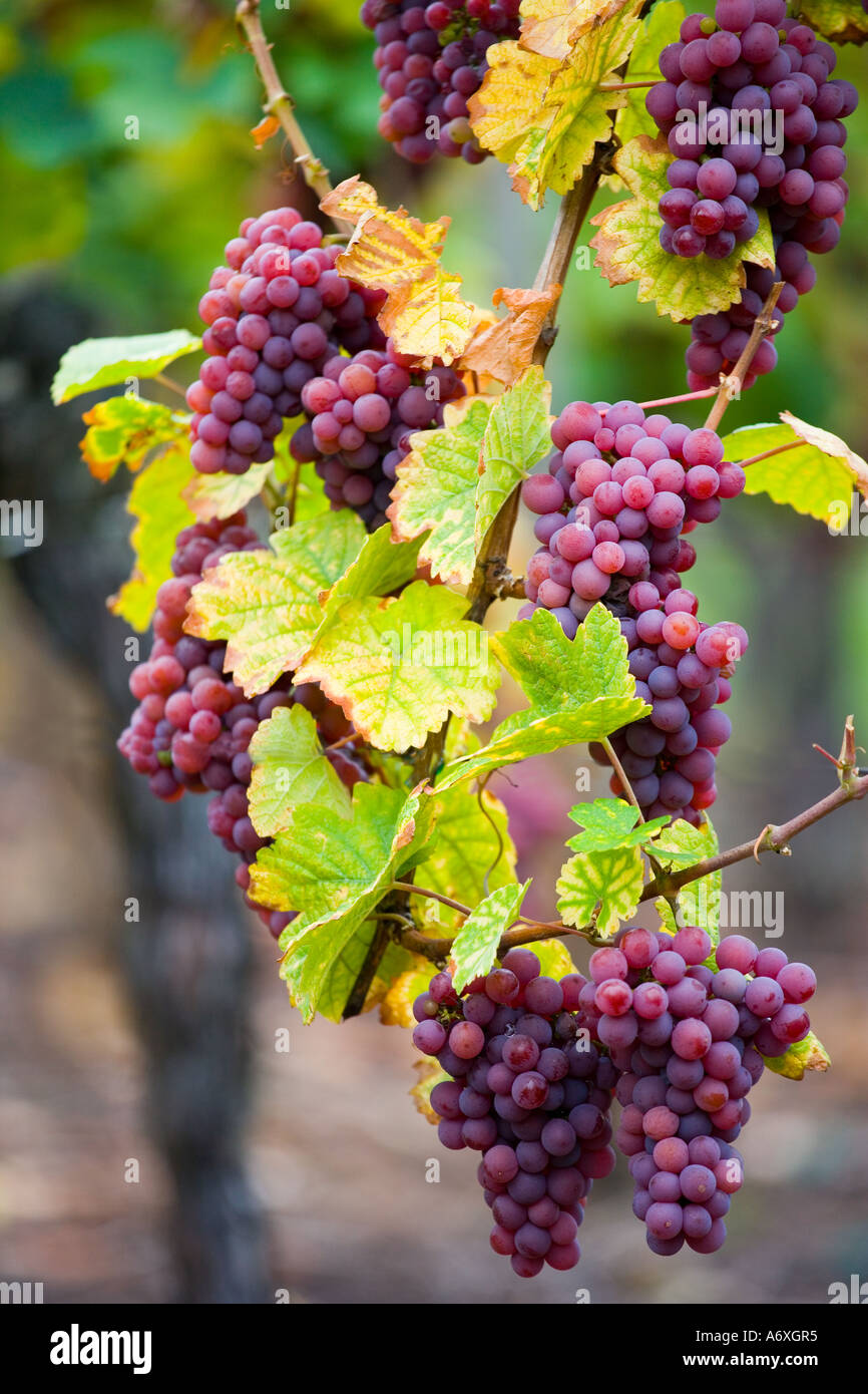Alsace vineyard detail hi-res stock photography and images - Alamy