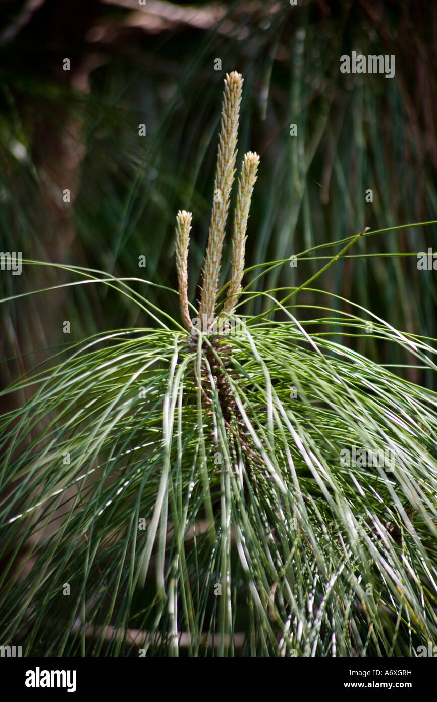New growth on a longleaf pine (Pinus palustris) in Florida, a tree ...