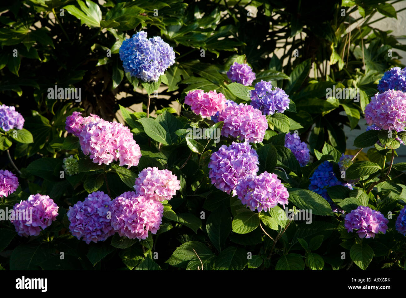 How To Grow Hydrangeas In North Florida at Ashley Smalley blog