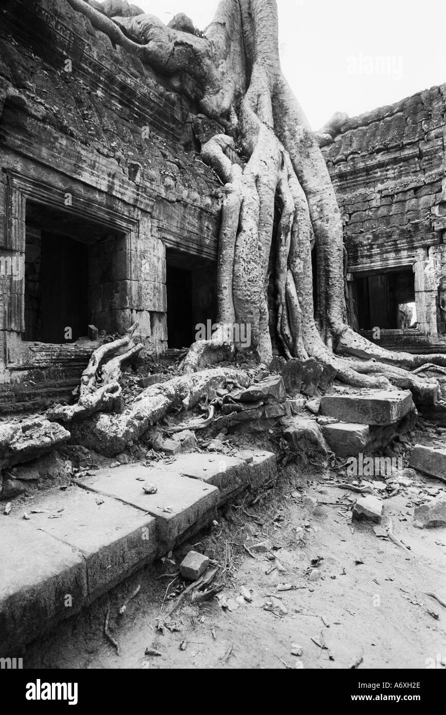 Angkor wat ta tree Black and White Stock Photos & Images - Alamy
