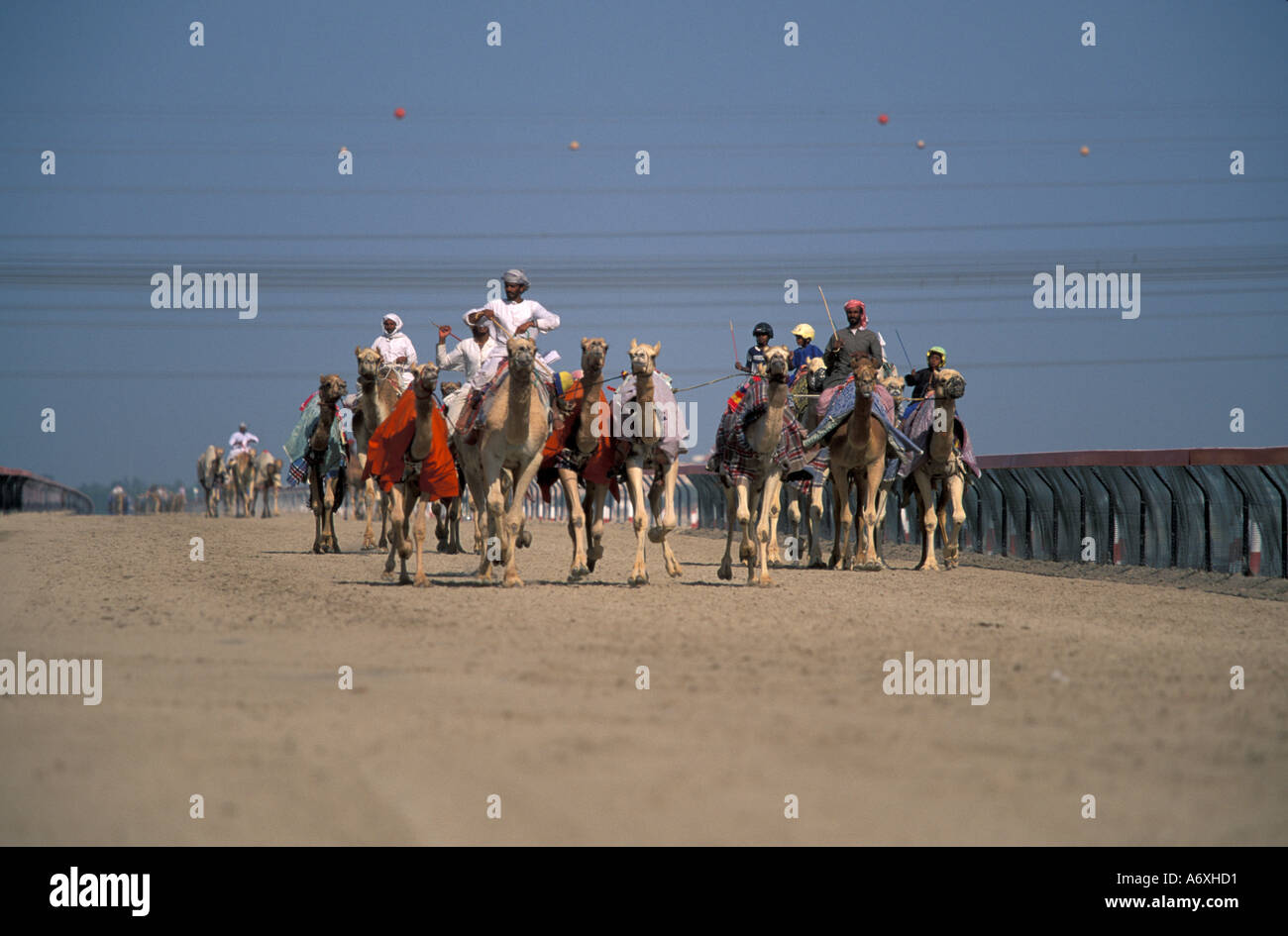 Middle East, United Arab Emirates, Dubai, Camel racing, Dubai Camel ...