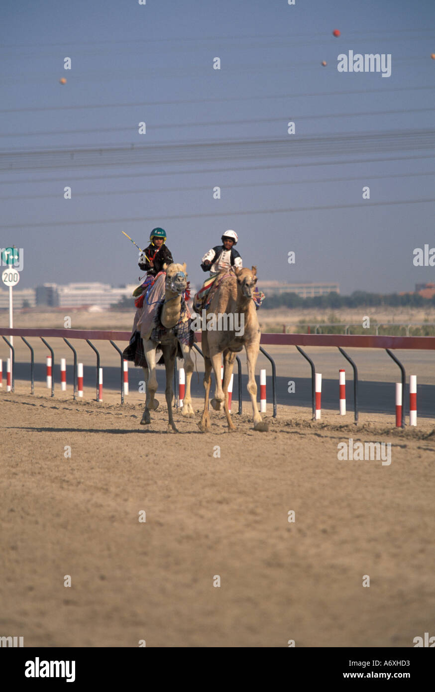 Middle East, United Arab Emirates, Dubai, Camel racing, Dubai Camel ...