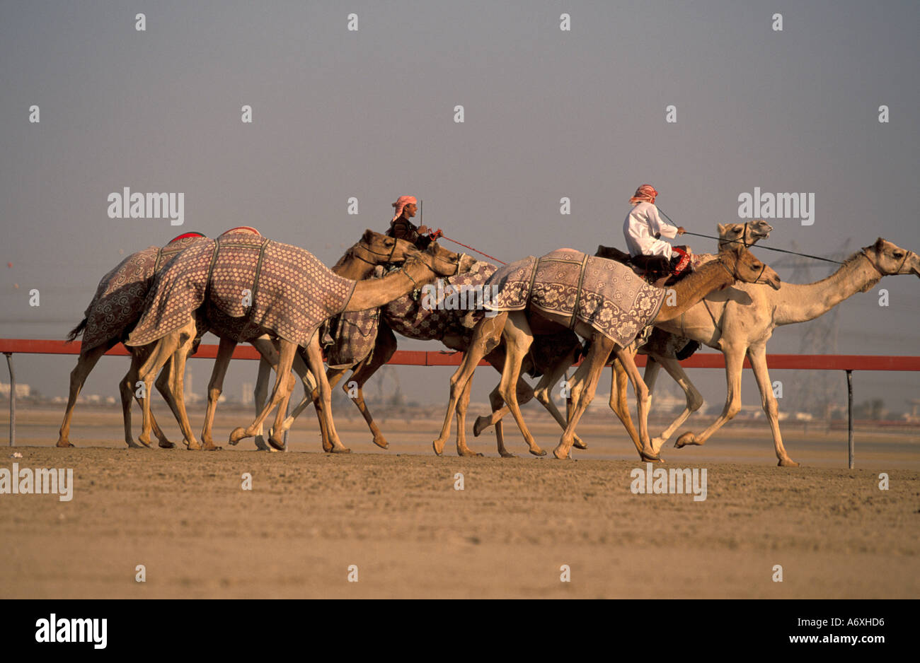 Middle East, United Arab Emirates, Dubai, Camel racing, Dubai Camel ...