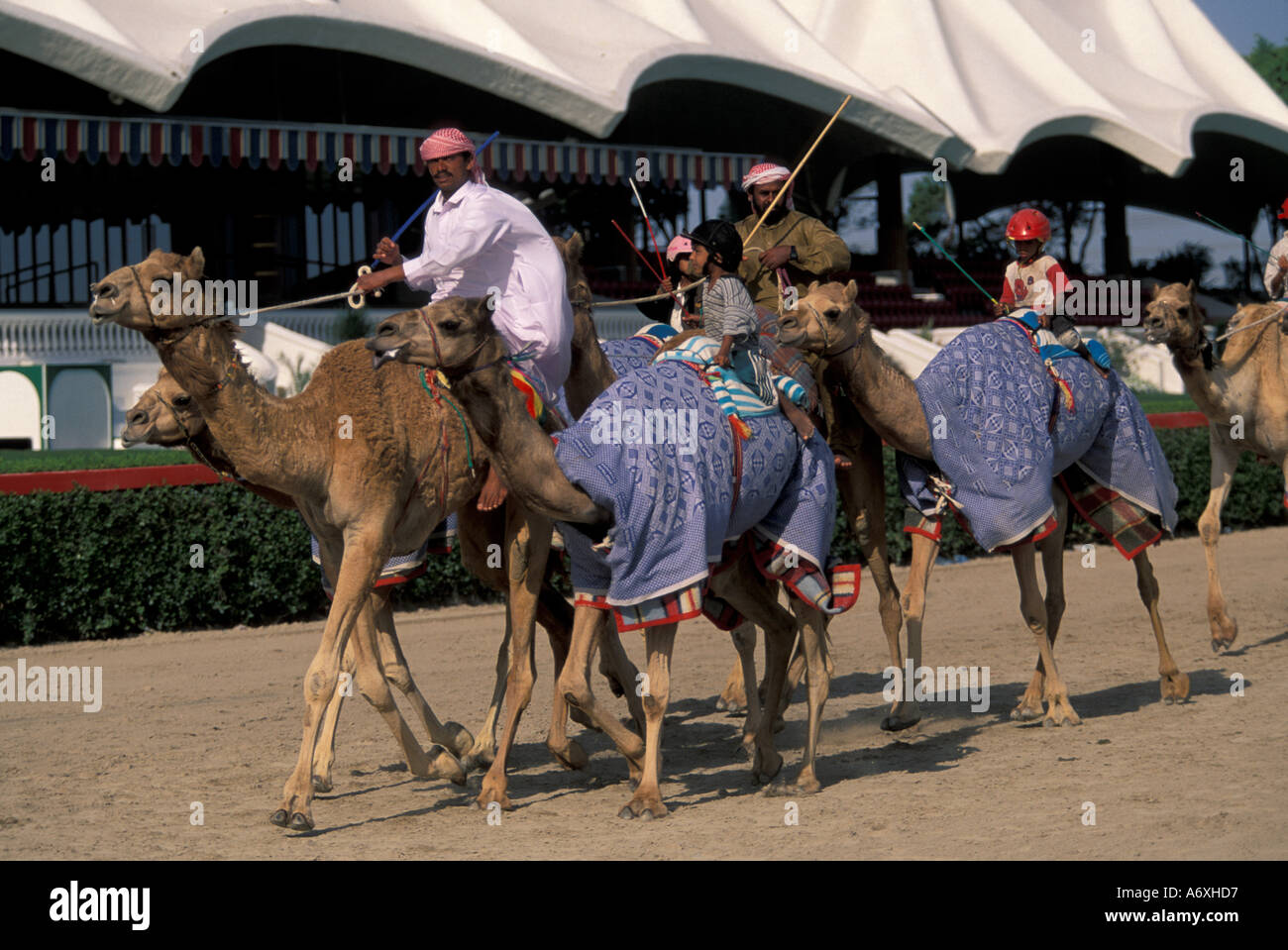 Middle East, United Arab Emirates, Dubai, Camel racing, Dubai Camel ...
