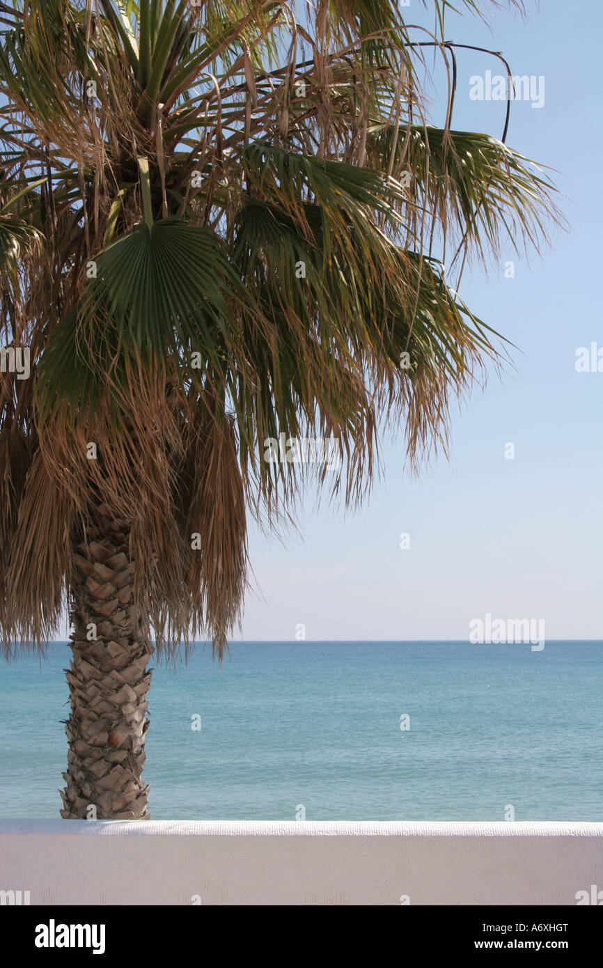 Palm tree and ocean Stock Photo - Alamy