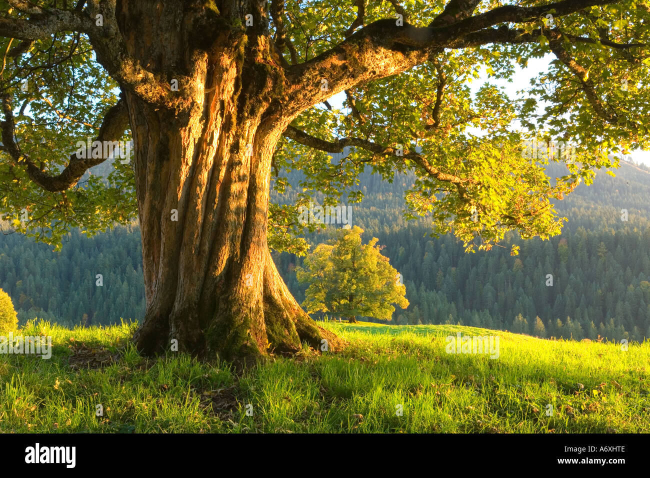 Switzerland berner Oberland Maple tree viewed in the evening light ...