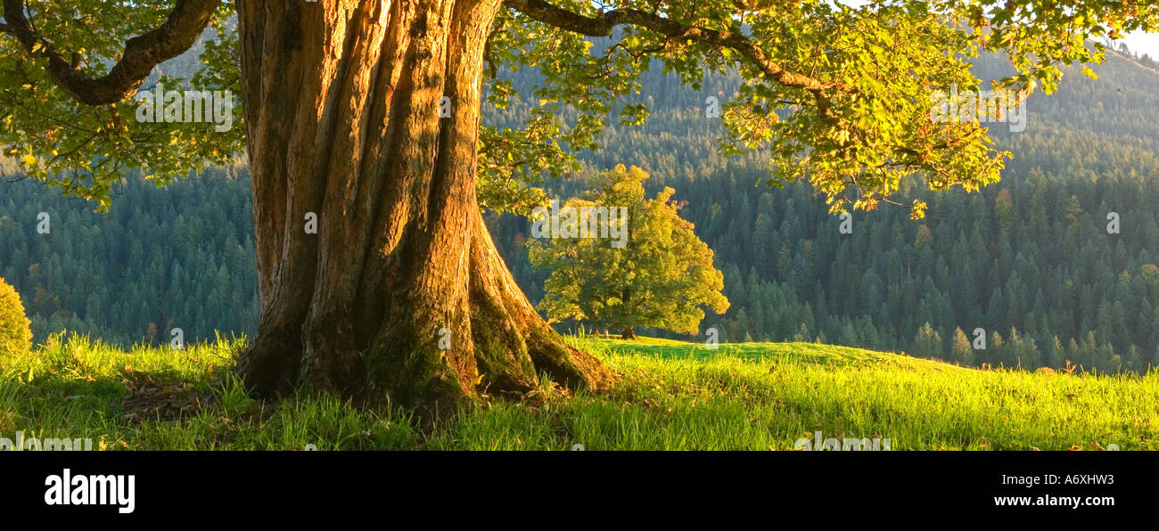 Switzerland berner Oberland Maple tree viewed in the evening light ...