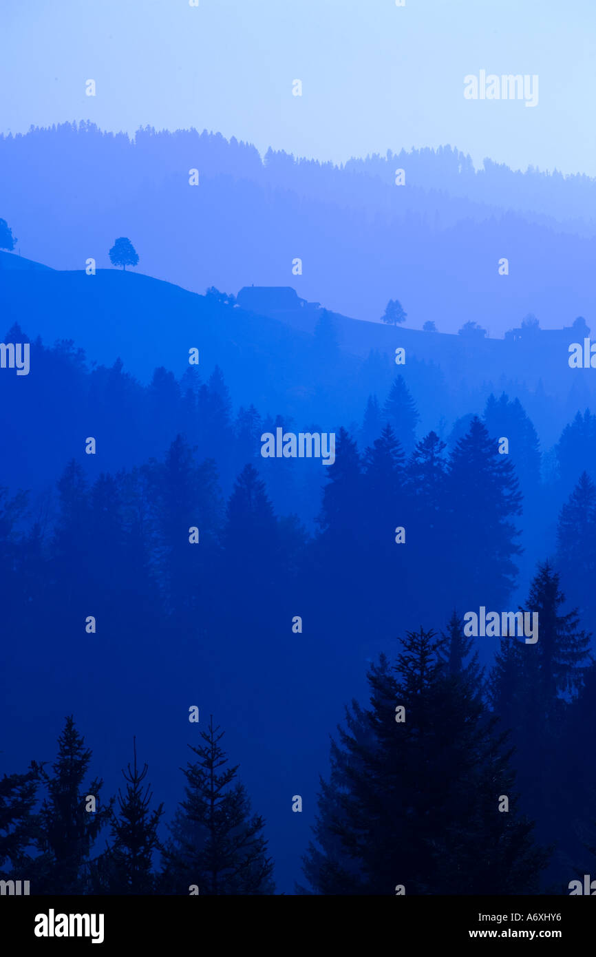 Switzerland Berner Oberland Lone oak tree viewed over pine forest Stock ...