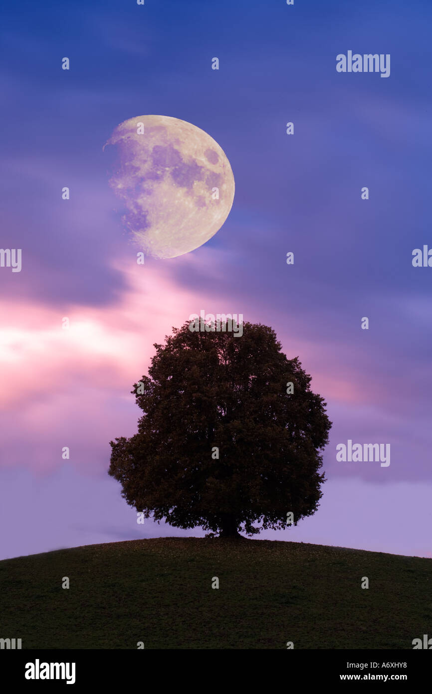 Lone tree full moon hi-res stock photography and images - Alamy