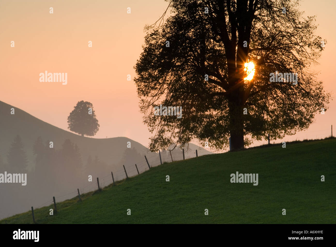 Switerland Berner Oberland Trees in rolling landscape Stock Photo - Alamy