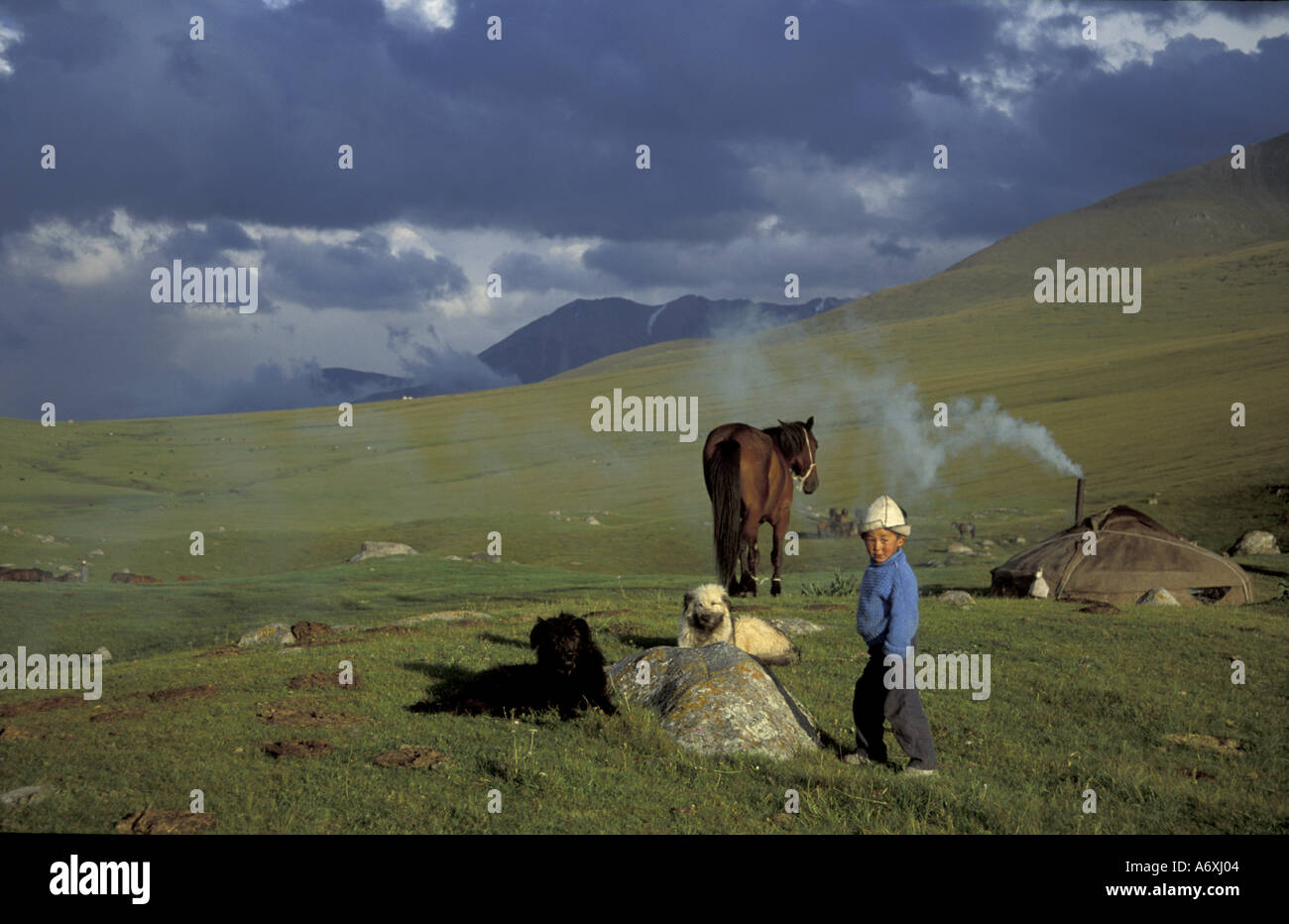 Altai dog hi-res stock photography and images - Alamy