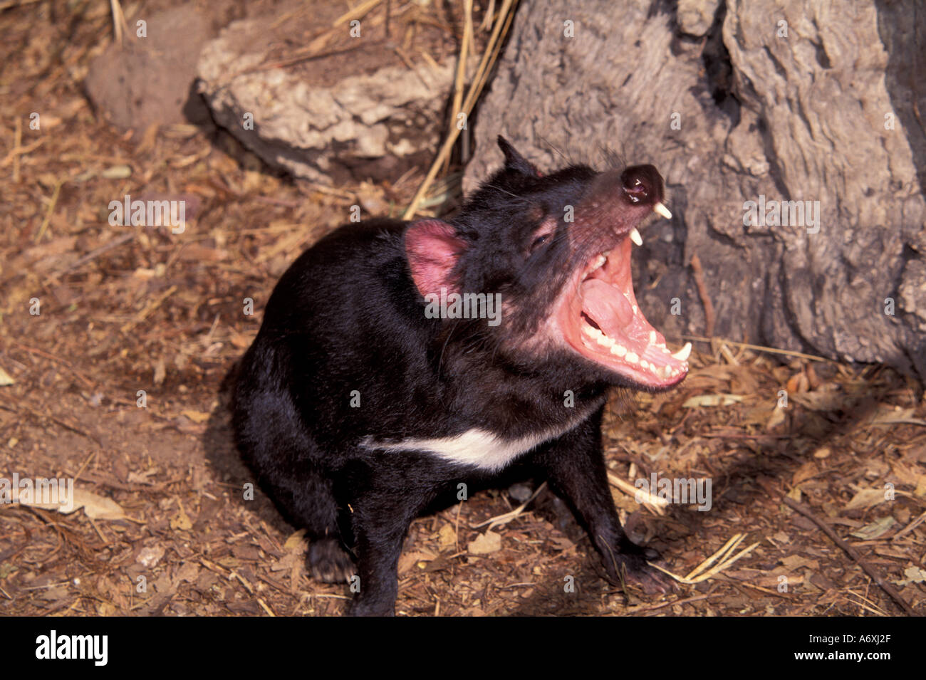Tasmanian devil angry hi-res stock photography and images - Alamy