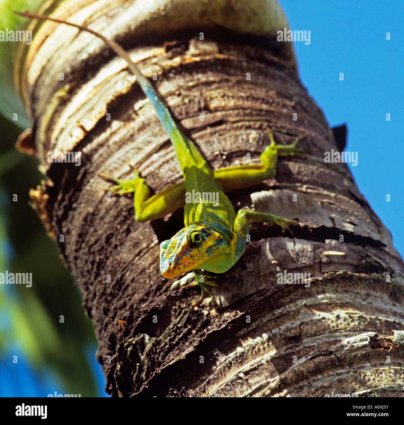 Lizard on a coconut palm on the Island of Nevis in the Caribbean Stock ...
