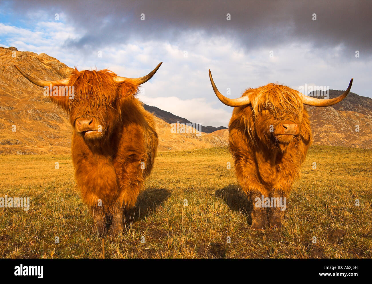 Highland cows on a winter's afternoon at Arnisdale in the West ...