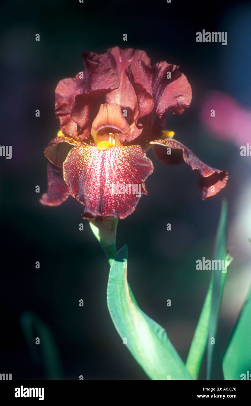 Violet Iris Iris germanica Stock Photo - Alamy