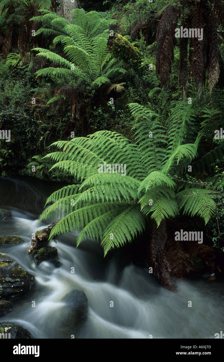 Australia, Tasmania. Tree fern, also known as man fern (Dicksonia ...