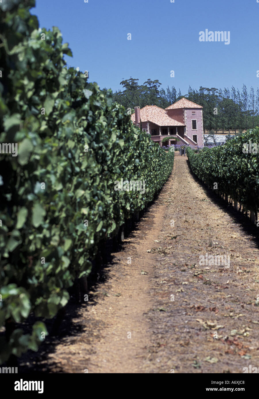 Western Australia, Pemberton area, vineyards Stock Photo - Alamy