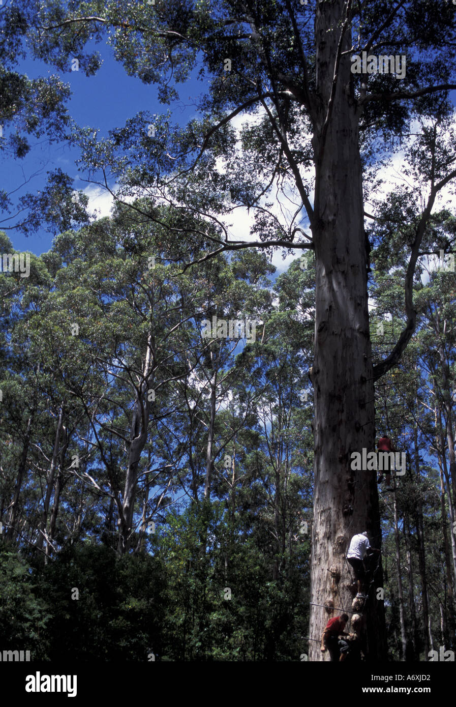 Pemberton gloucester tree hi-res stock photography and images - Alamy
