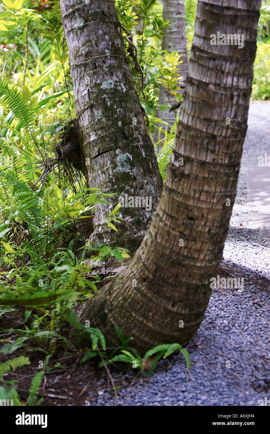 Coconut tree base hi-res stock photography and images - Alamy
