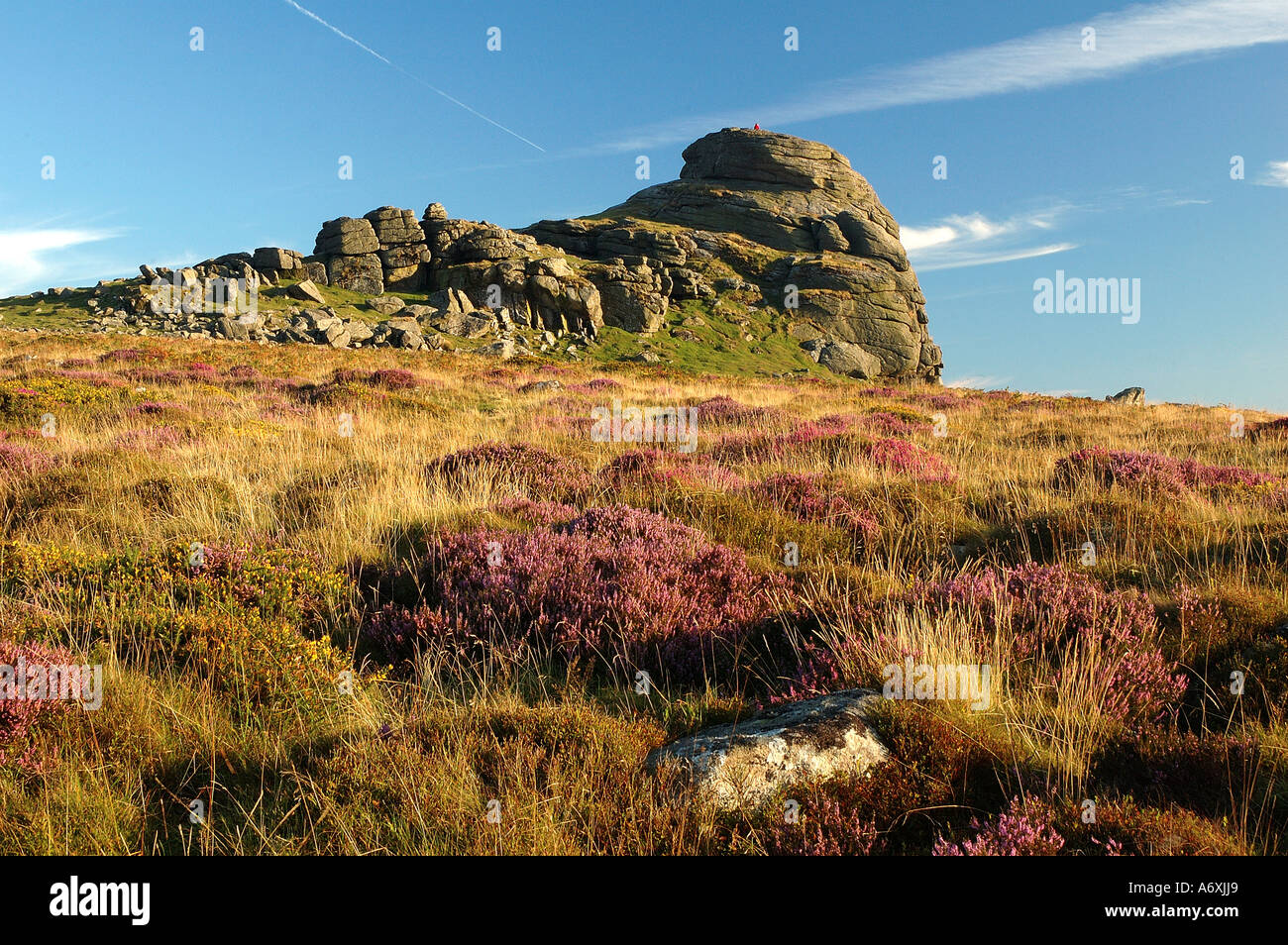 Haytor summer heather Dartmoor Devon Stock Photo - Alamy