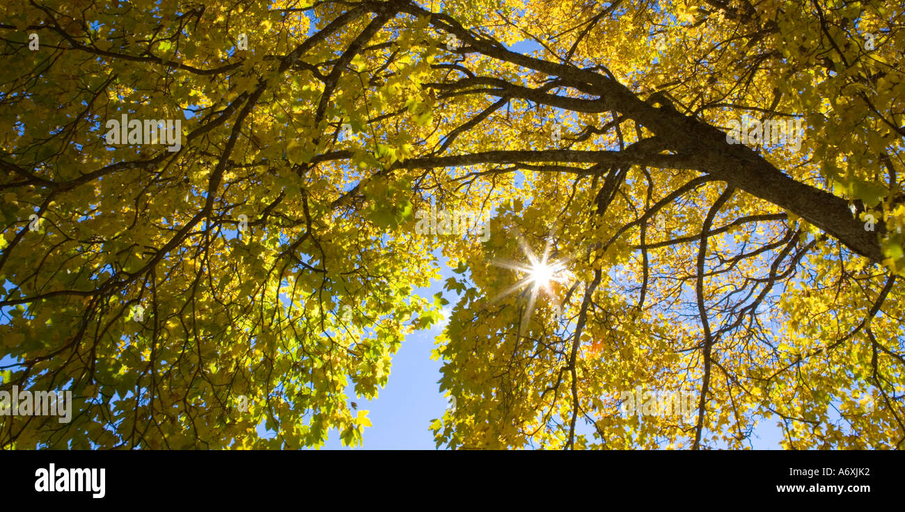Sunbeams through maple branches hi-res stock photography and images - Alamy